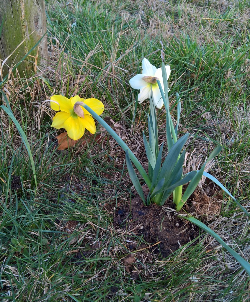 Learning From the Flowers – BeanSpired Editions